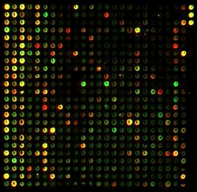 Chips de ADN o microarray - Hidden Nature